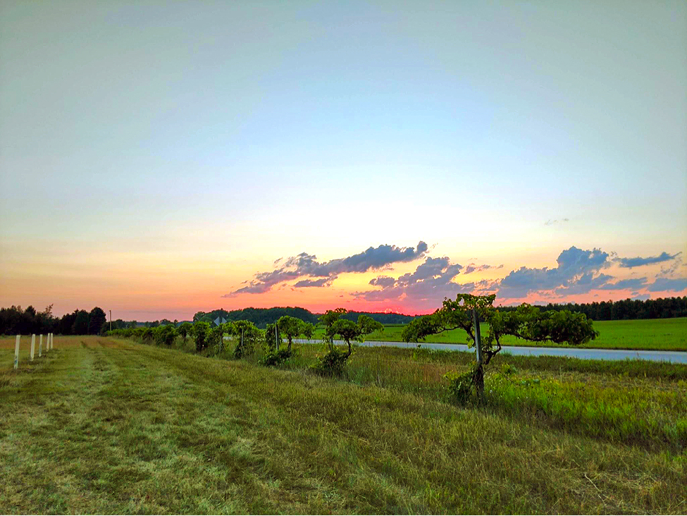 Everyday Nature: Being Mindful, Seeing Anew